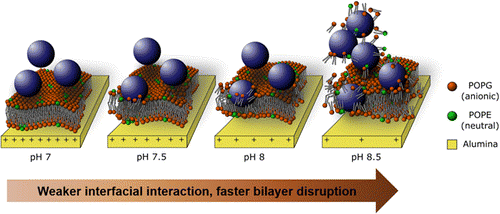 Nanomaterials interacting with the environment - Understanding ...