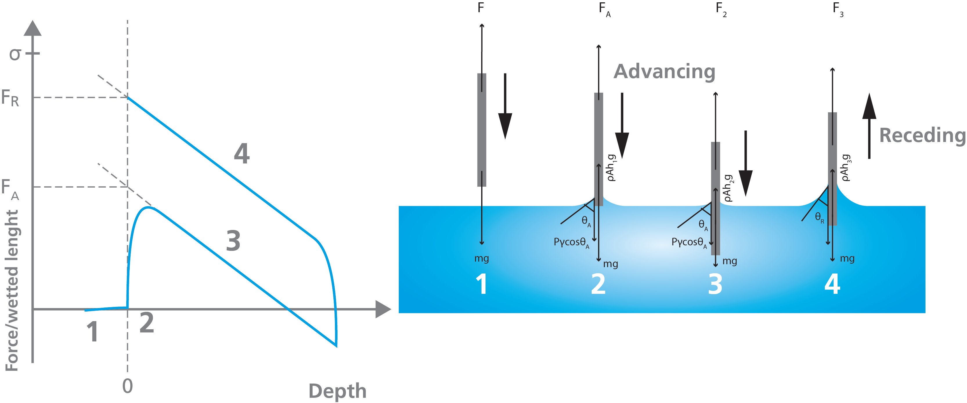 Wilhelmy plate method for contact angle measurement