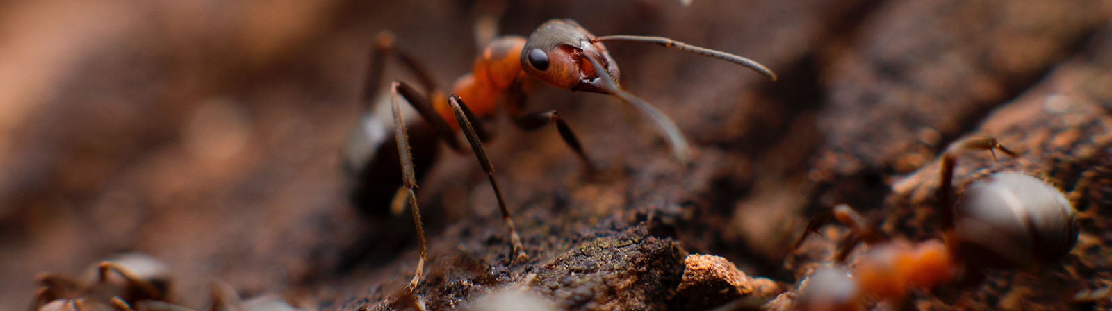 Surface interactions at Biomaterials and Implants