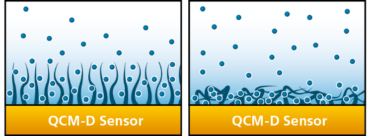 QCM mass and Ellipsometry mass - What is the difference?