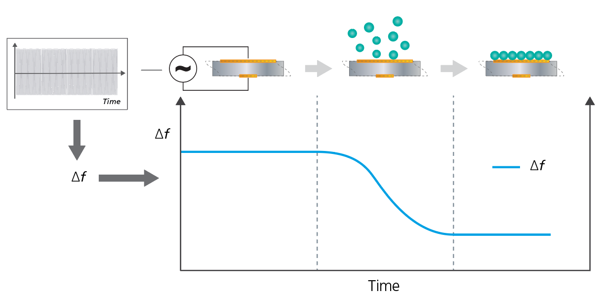 Exploring QCM Technology: How Quartz Crystal Microbalance Works