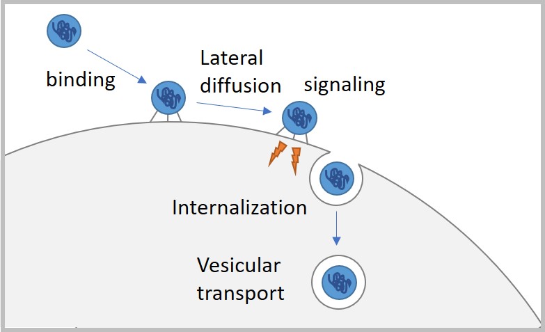 Study binding of viruses with QCM-D