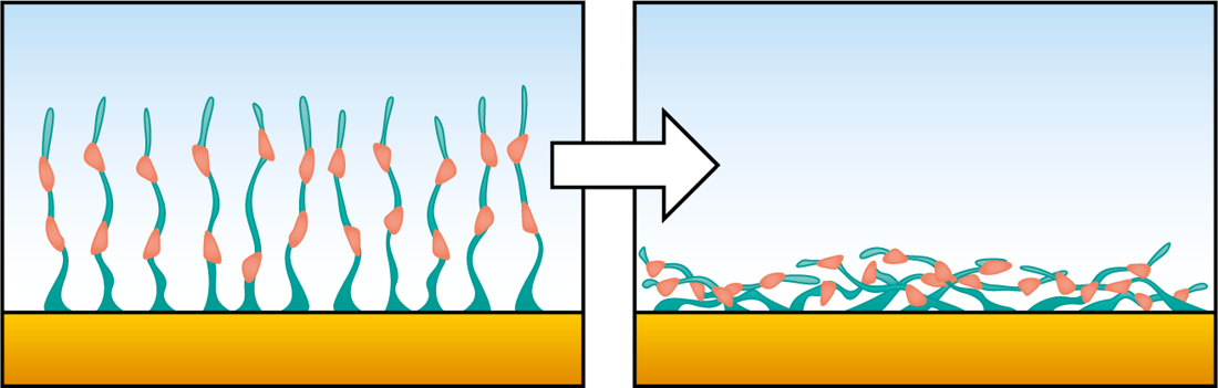 QCM-D | Measurements | Biolin Scientific