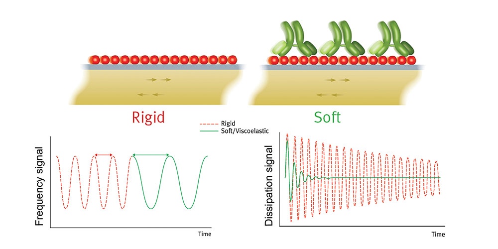 QCM-D | Measurements